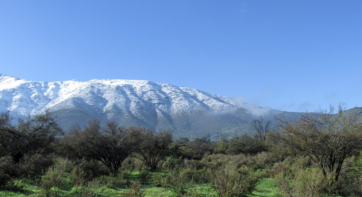 Bosque Panul - SCL City